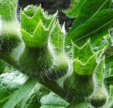 CURIOSIDADES CIENTÍFICAS : Frutos secos dehiscentes (simples)